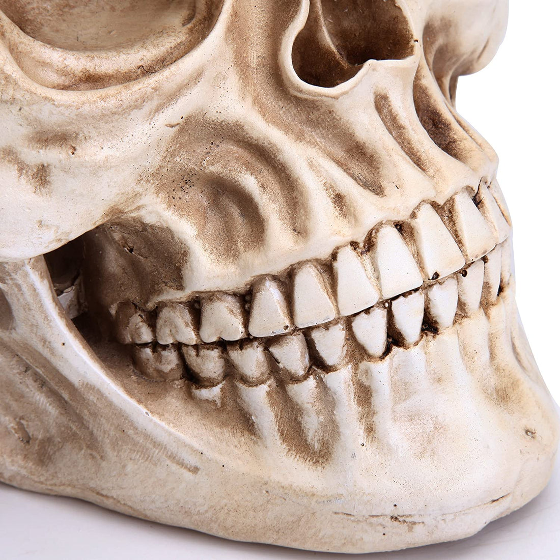 Realistic Full-Size 1:1 Resin Human Skull Model