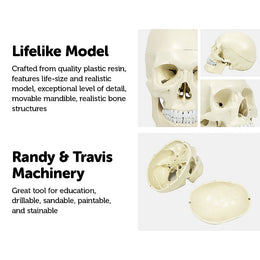 Life Size Anatomical Deluxe Human Skull Model Medical Skeleton Anatomy