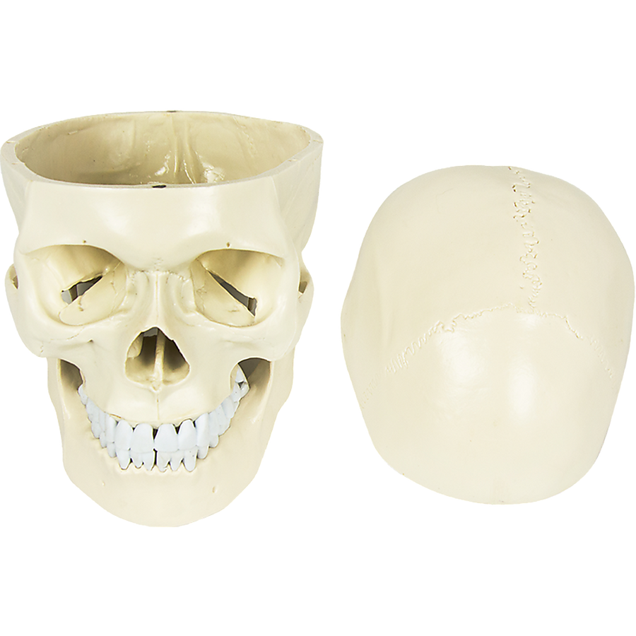 Life Size Anatomical Deluxe Human Skull Model Medical Skeleton Anatomy