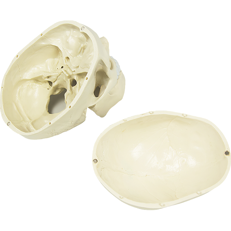 Life Size Anatomical Deluxe Human Skull Model Medical Skeleton Anatomy