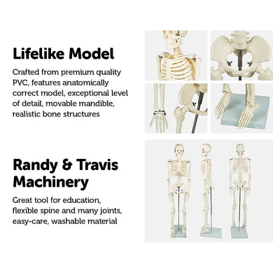 Anatomical 85cm Tall Human Skeleton with Stand Model - Medical Anatomy