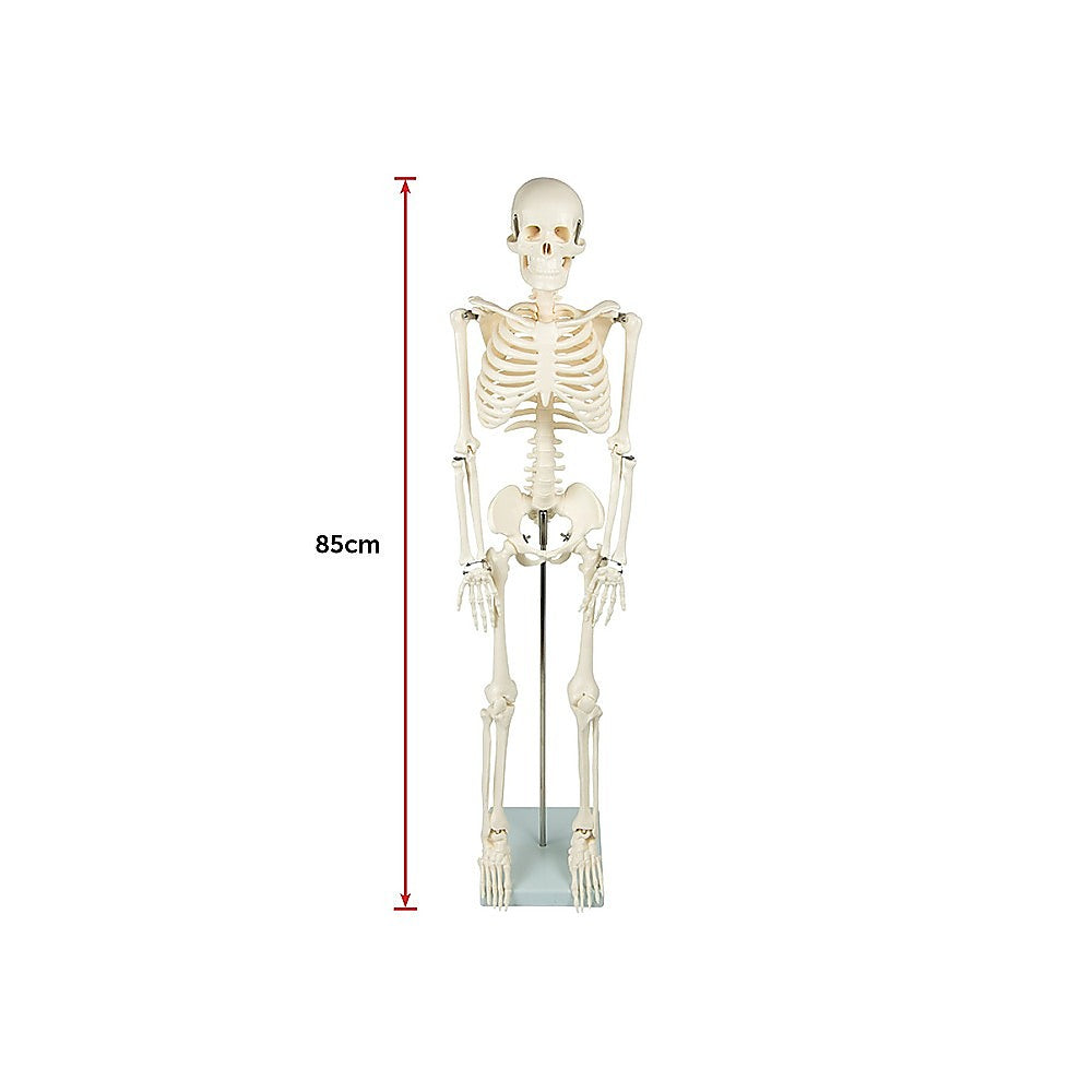 Anatomical 85cm Tall Human Skeleton with Stand Model - Medical Anatomy
