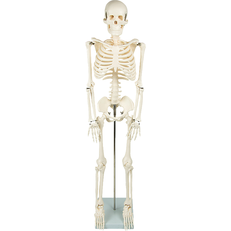 Anatomical 85cm Tall Human Skeleton with Stand Model - Medical Anatomy