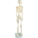 Anatomical 85cm Tall Human Skeleton with Stand Model - Medical Anatomy