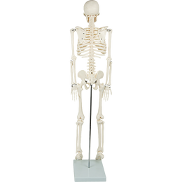 Anatomical 85cm Tall Human Skeleton with Stand Model - Medical Anatomy