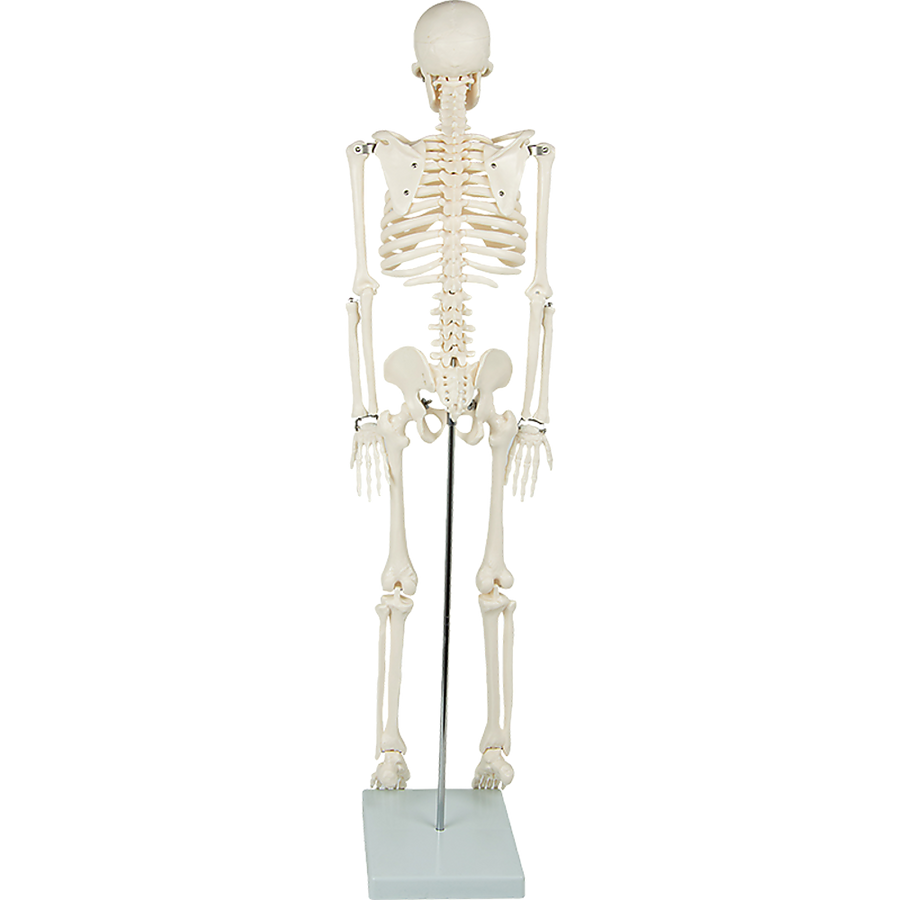 Anatomical 85cm Tall Human Skeleton with Stand Model - Medical Anatomy
