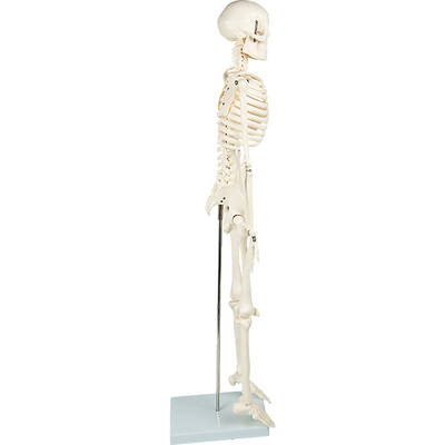 Anatomical 85cm Tall Human Skeleton with Stand Model - Medical Anatomy